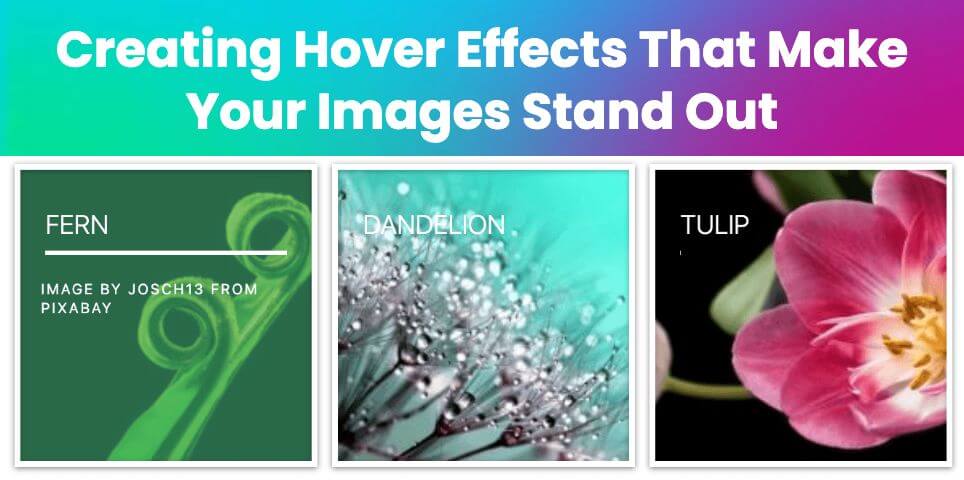 Creating Hover Effects That Make Your Images Stand Out - WP Content